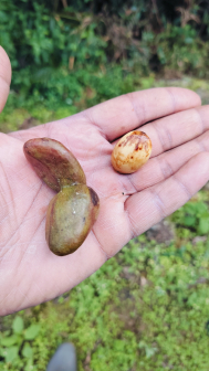 Bhesa indica_百度百科