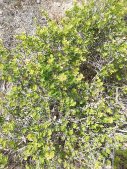 Searsia lucida_百度百科