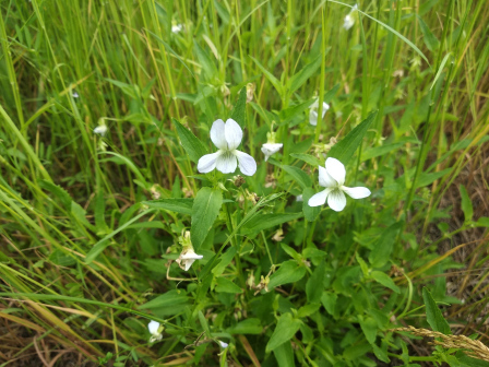 Viola stagnina_百度百科