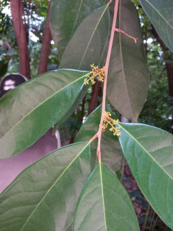 Aniba cylindriflora_百度百科