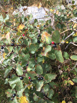 Frangula rupestris_百度百科