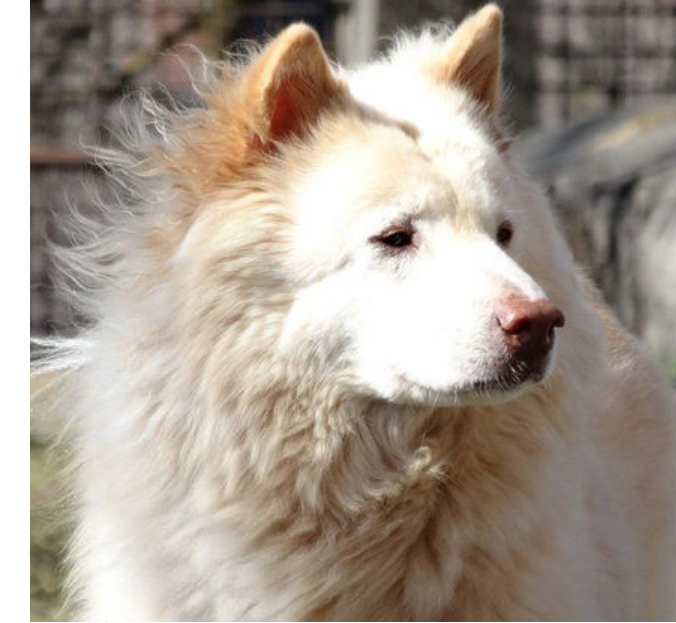 中华小猎犬——唐狗_百科TA说