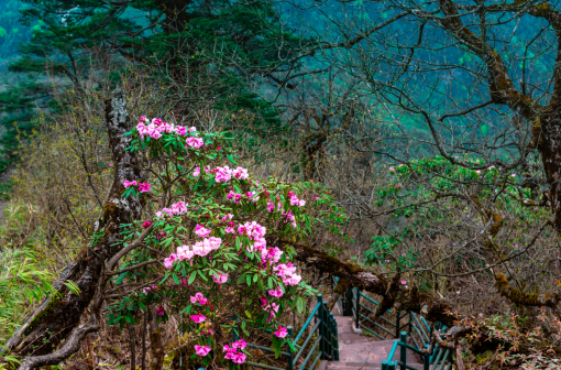 四川瓦屋山国家森林公园_百度百科