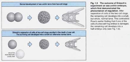 调整性发育_百度百科