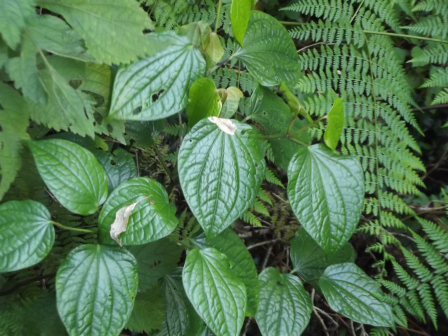 Piper capense_百度百科