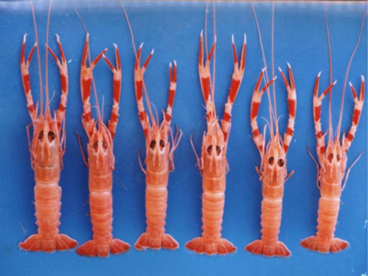 海螯虾科_百度百科