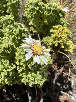 Werneria dactylophylla_百度百科