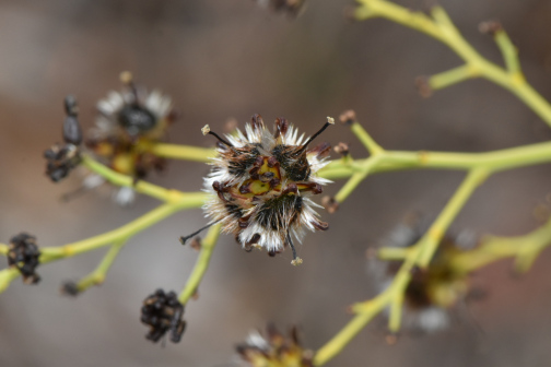 Stirlingia latifolia_百度百科