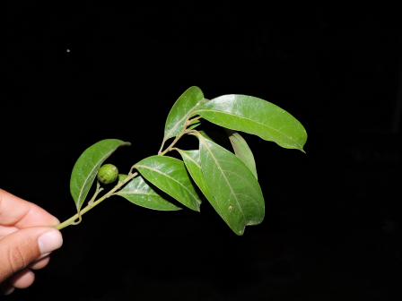 Cryptocarya mandioccana_百度百科