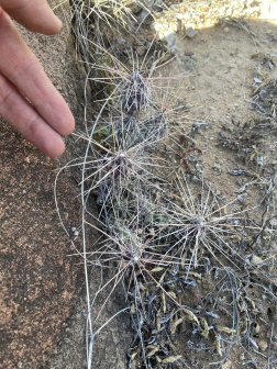 Grusonia grahamii_百度百科
