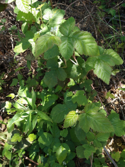 Rubus ursinus_百度百科