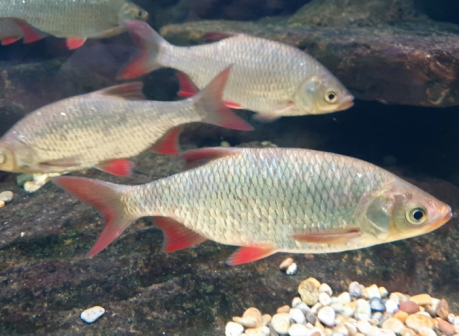 红眼鱼（雅罗鱼科红眼鱼属鱼类）_百度百科