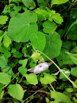 Polystemma guatemalense_百度百科