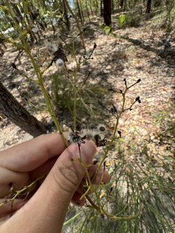 Stirlingia latifolia_百度百科