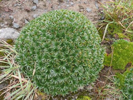Plantago rigida_百度百科