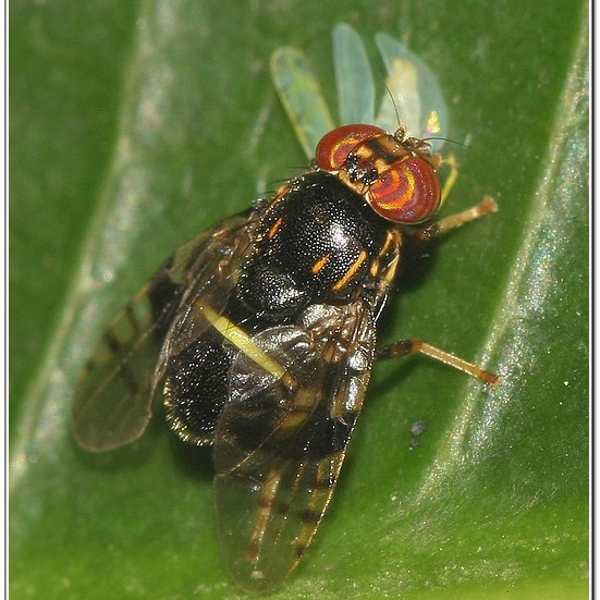 條紋追寄蠅_百度百科