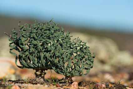 多肉植物（植物的根、茎、叶三种营养器官中至少有一种是肥厚多汁并且具备储藏大量水分功能的植物）_百度百科