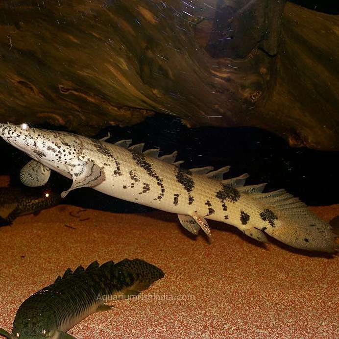 endlicheri_百度百科