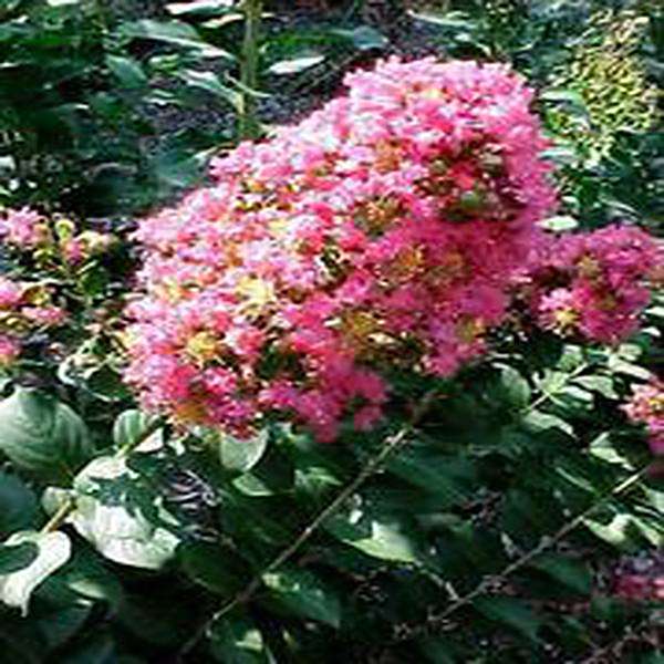 Lagerstroemia 'Comanche'_百度百科