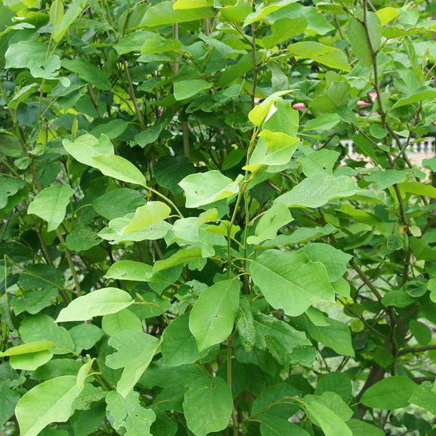 天女木兰集安1号标地个体8号_百度百科