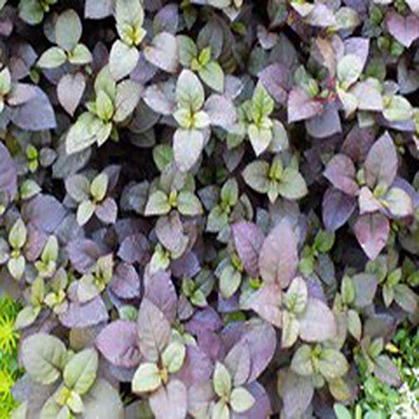 Alternanthera brasiliana 'Purple Prince'_百度百科