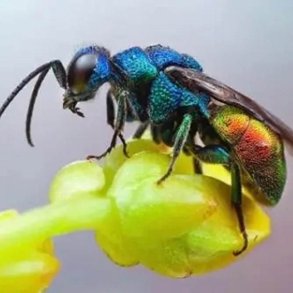 尼麦瑞金小蜂_百度百科