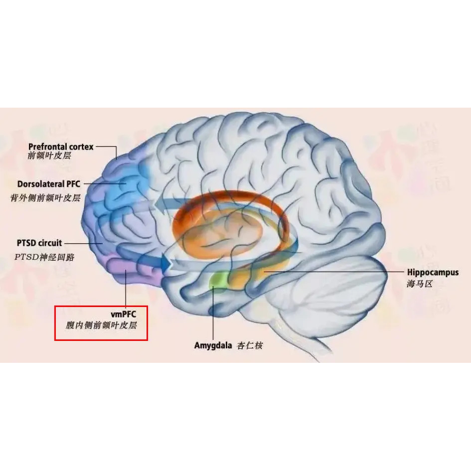 ventrolateral prefrontal cortex中文