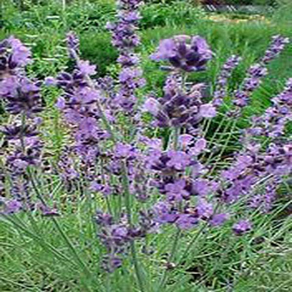 Lavandula angustifolia 'Buena Vista'_百度百科