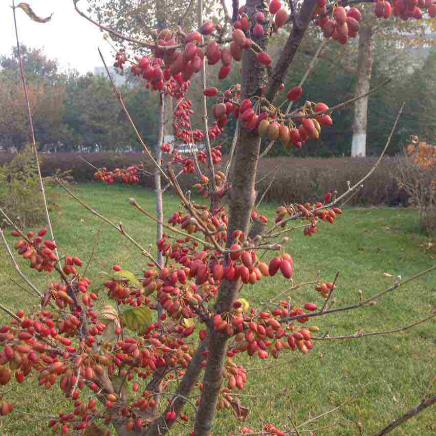 Cornus 'Rutlan' RUTH ELLEN_百度百科
