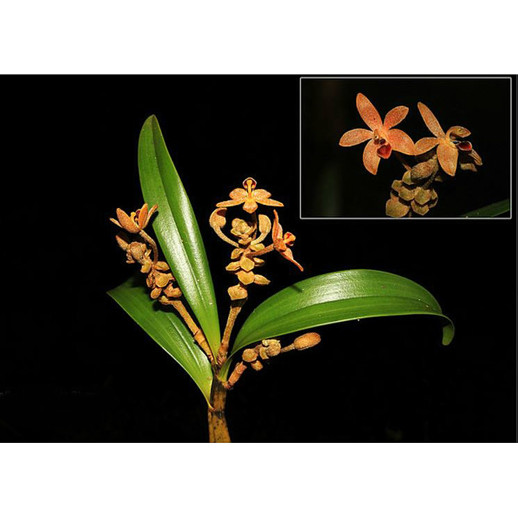 美柱兰_百度百科