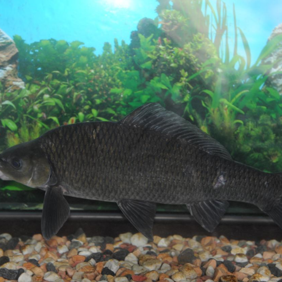 岩原鲤_百度百科