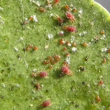 蛇粉蚧属_百度百科