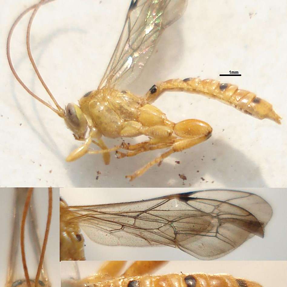 微黄悬茧蜂_百度百科