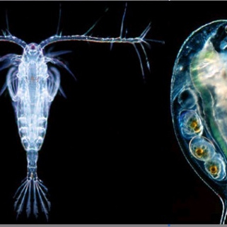 中華哲水蚤_百度百科