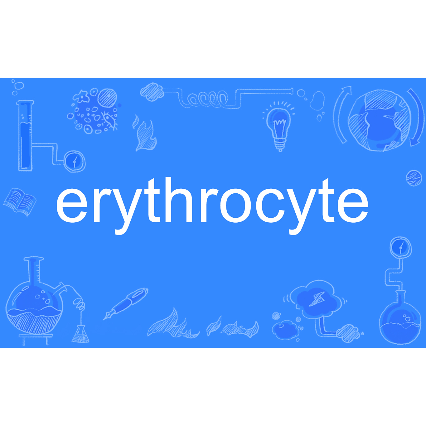 erythrocyte_百度百科