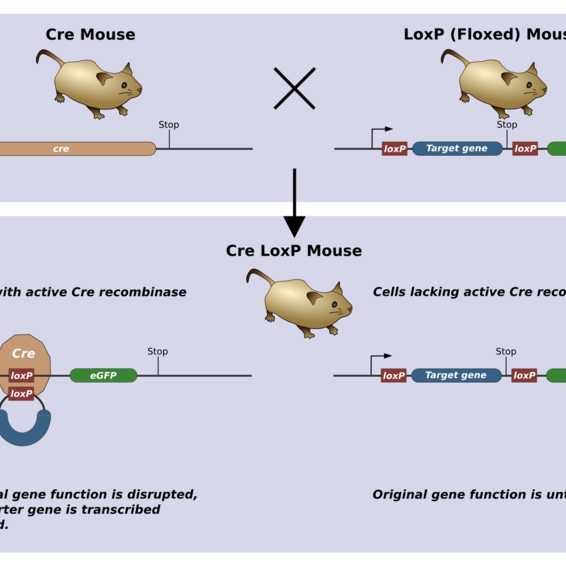 Cre重组酶_百度百科