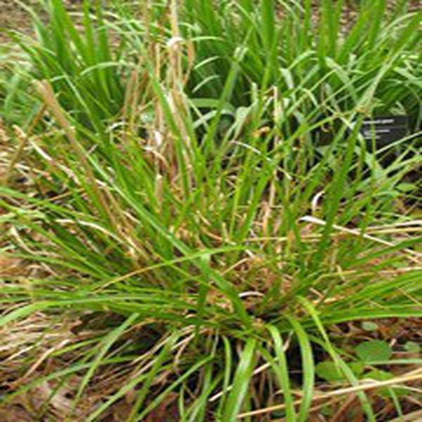 Scirpus cyperinus_百度百科