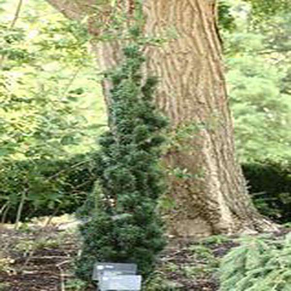 Taxus × media 'Flushing'_百度百科