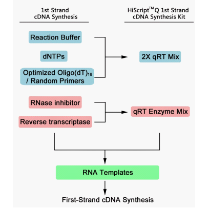 cDNA_百度百科