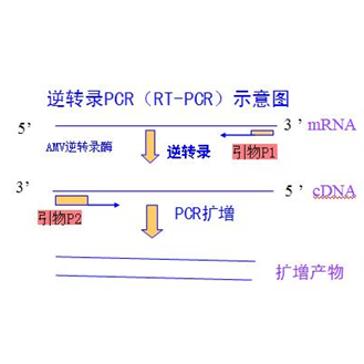 RT-PCR技术_百度百科
