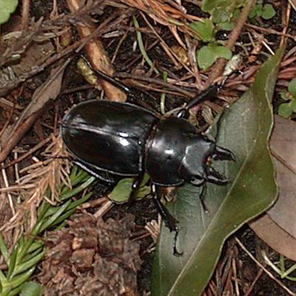 圓泥甲科_百度百科