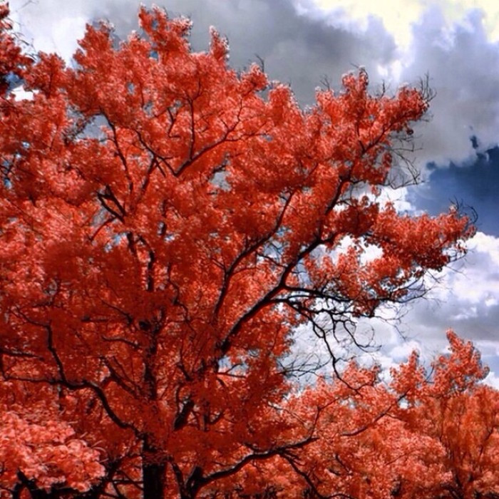 Red Leaf_百度百科