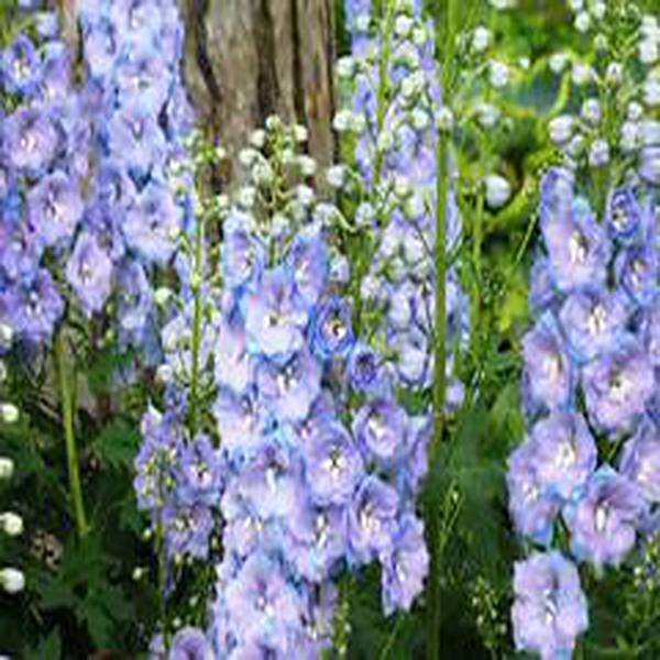 Delphinium 'Fanfare'_百度百科