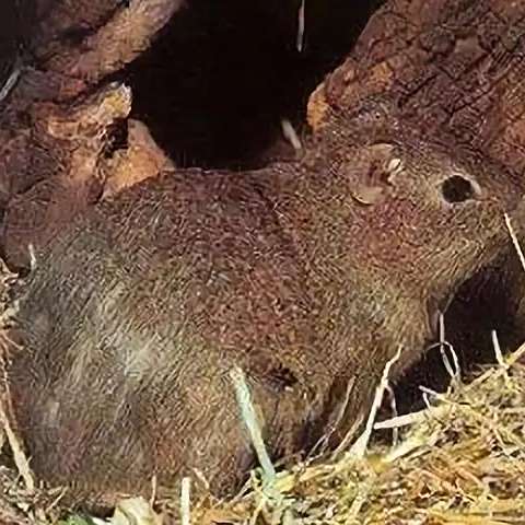 盔鼠属_百度百科