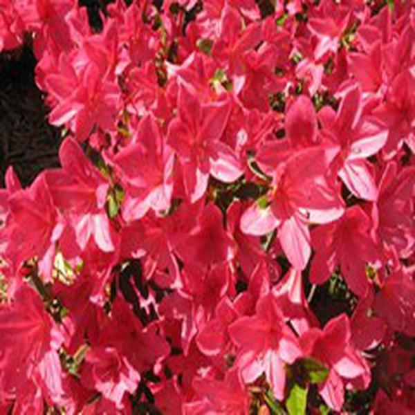 Rhododendron 'Renee Michelle'_百度百科