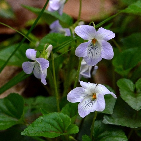 Viola grypoceras var. exilis 'Sylettas'_百度百科