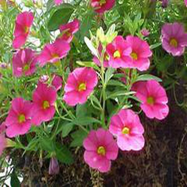 Calibrachoa (group)_百度百科