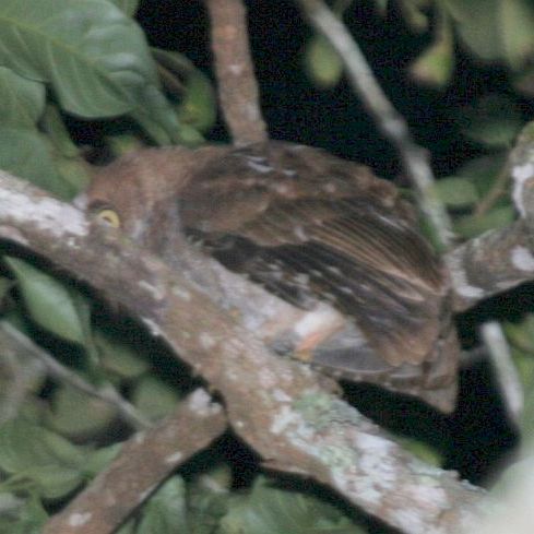 弗洛角鸮_百度百科