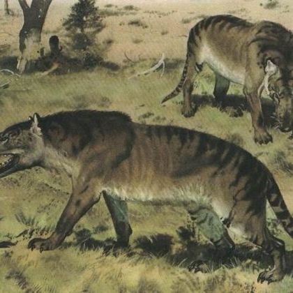 中兽科_百度百科