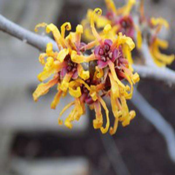 Hamamelis × intermedia 'Orange Peel'_百度百科